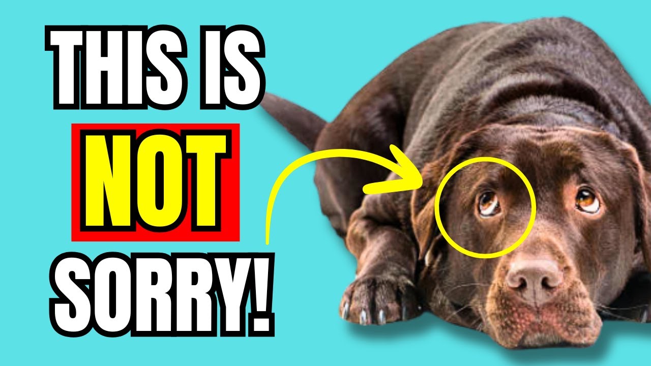 If Dogs Look GUILTY, This Is What It Really Means - YouTube