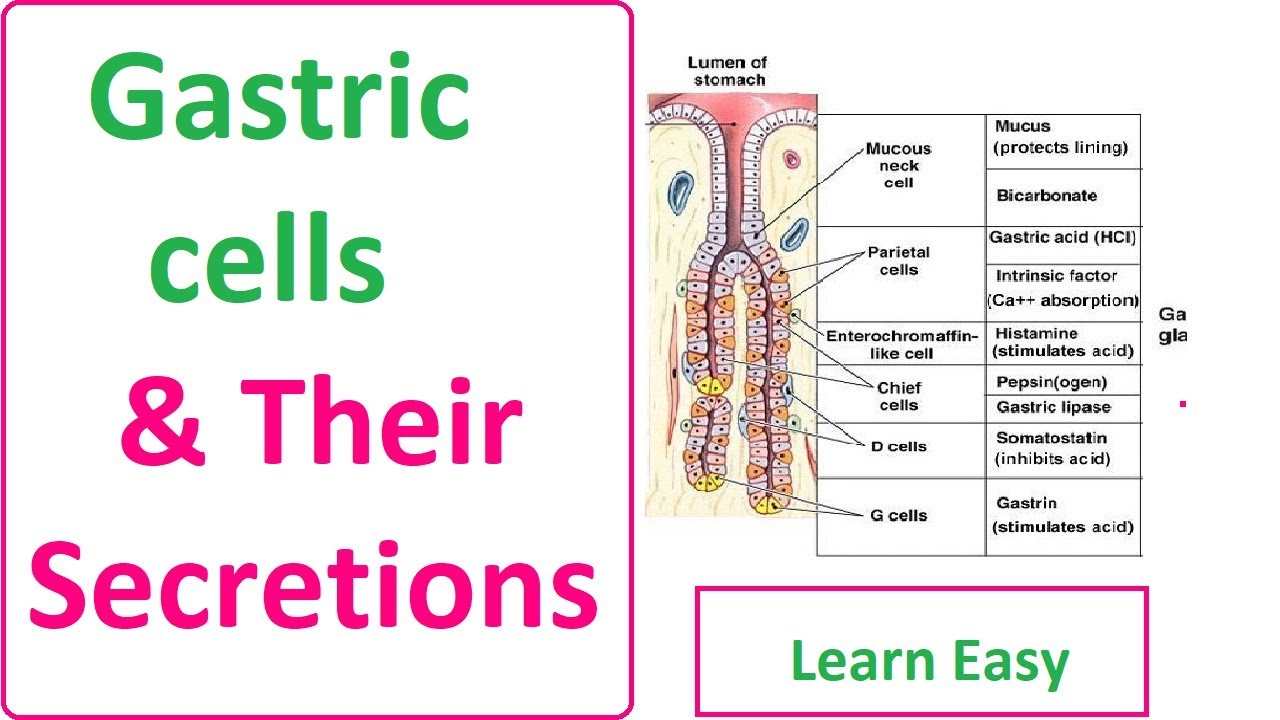Digestion & absorption Test 2 (b)// Various secretions of gastric ...