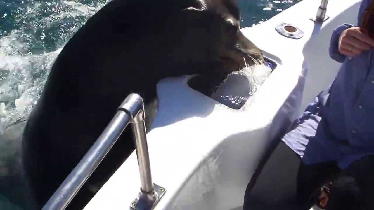 Pancho the Sea Lion, Cabo San Lucas, Mexico (Funny) - YouTube