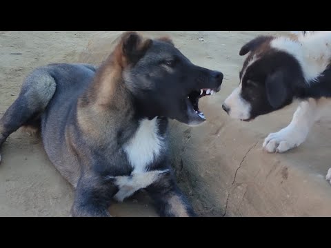 Haofa Tangkhul Hui | Hunting dog | Manipur - YouTube