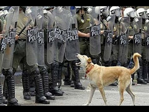 Perros, héroes de la historia - YouTube