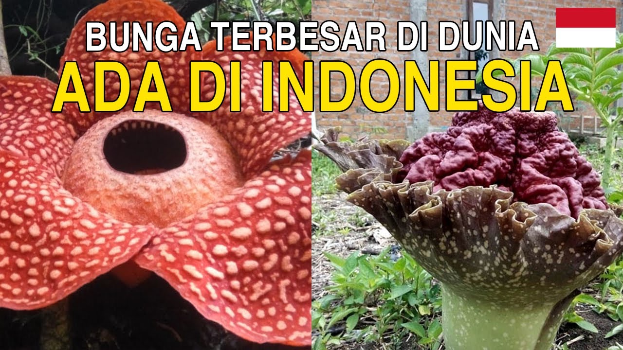 BUNGA TERBESAR DI DUNIA ADA DI INDONESIA - YouTube