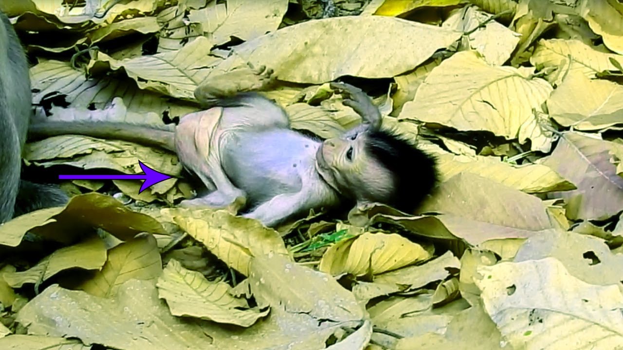 OMG! What Is Baby Monkey Jayden Doing, Mom Jade Leaving Her Without ...