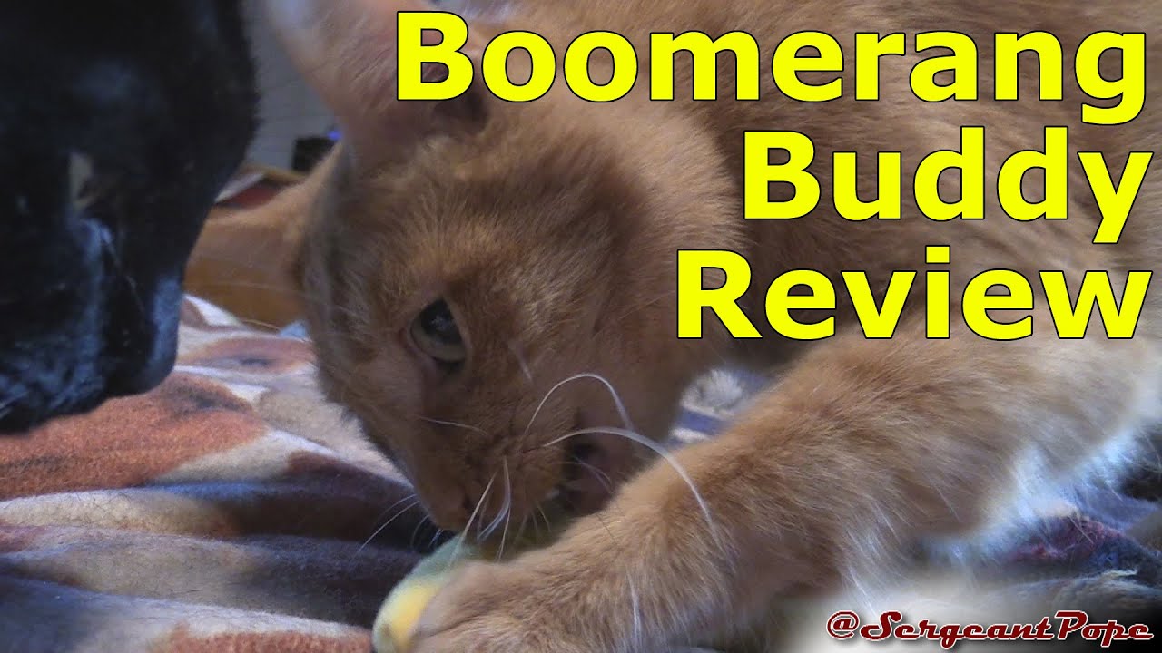 Petstages Boomerang Buddy catnip cat toy review - YouTube