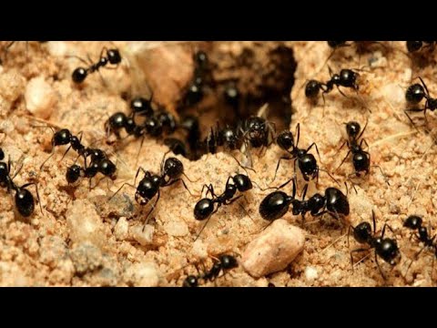 Tarihin Tururuwa (Ants) - YouTube