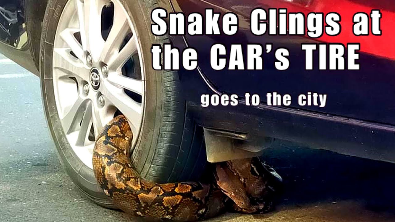 VIRAL PYTHON IN CEBU | SNAKE RIDES ON A CAR | GOES TO THE CITY - YouTube