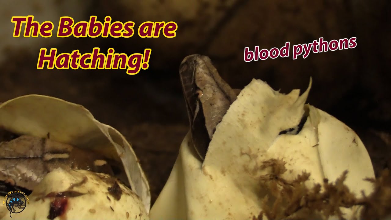 The Blood Python Eggs Are Hatching! 🐍🐣 - How We Make Hatching Much Easier for the Babies - YouTube