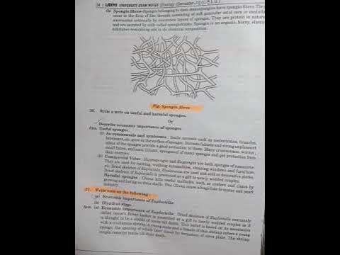 Phylum - Porifera.## B.sc 1st year Zoology notes.## Unit -2.## Zoology ...
