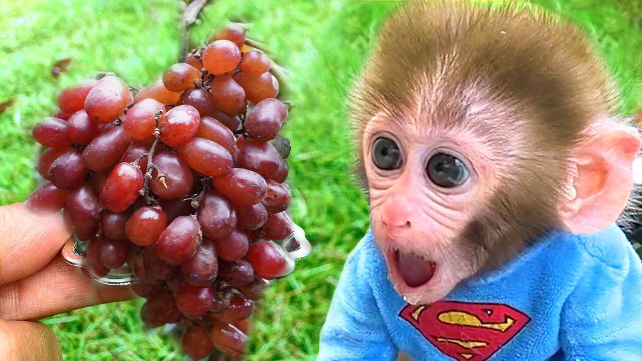 Bibi Monkey Baby Bon Bon - Baby Monkey Build a bridge to go picking ...