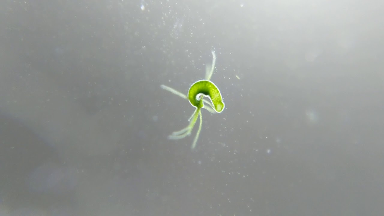 Budding Green Hydra - Hydra viridissima asexually reproducing via clone ...