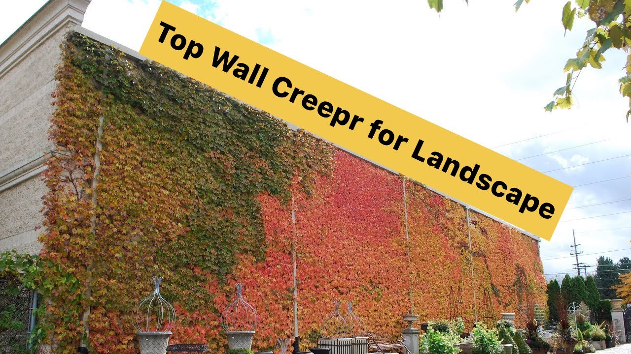 Best Wall Creeper Plants || Wall Climbing plants for the Vertical Wall ...