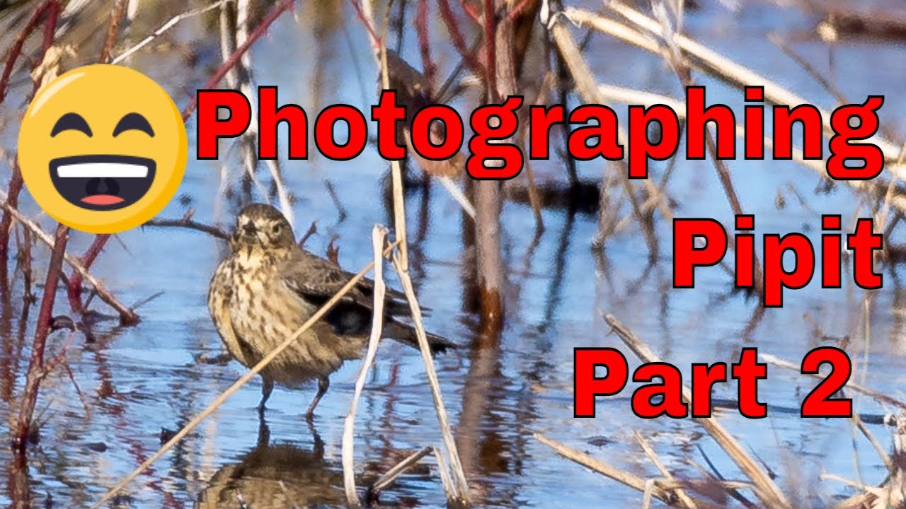 Photographing Pipit in North Carolina Part two - YouTube