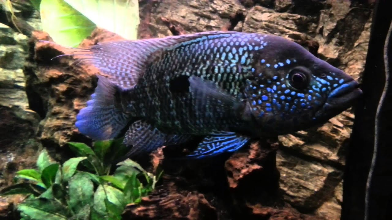 Large cichlid tank - YouTube