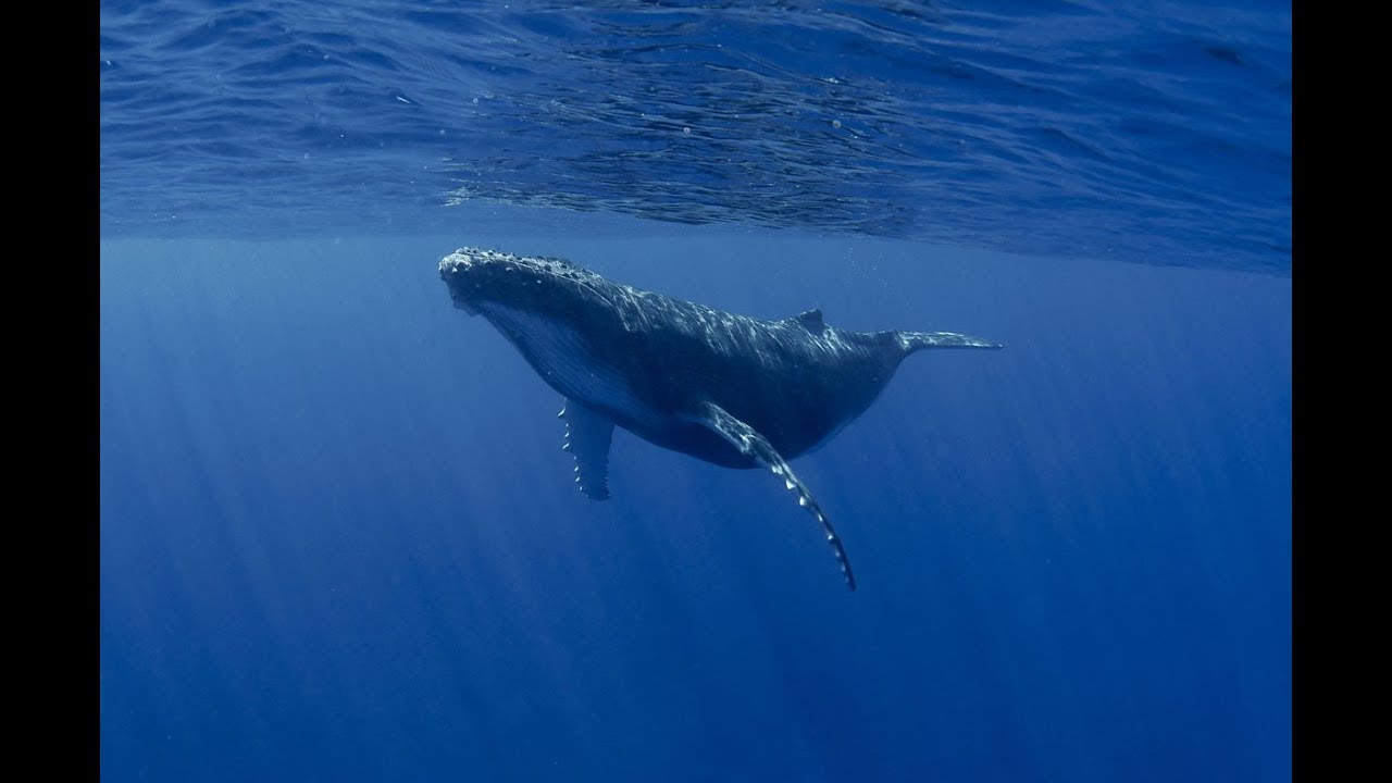 Der Gesang der Buckelwale - YouTube