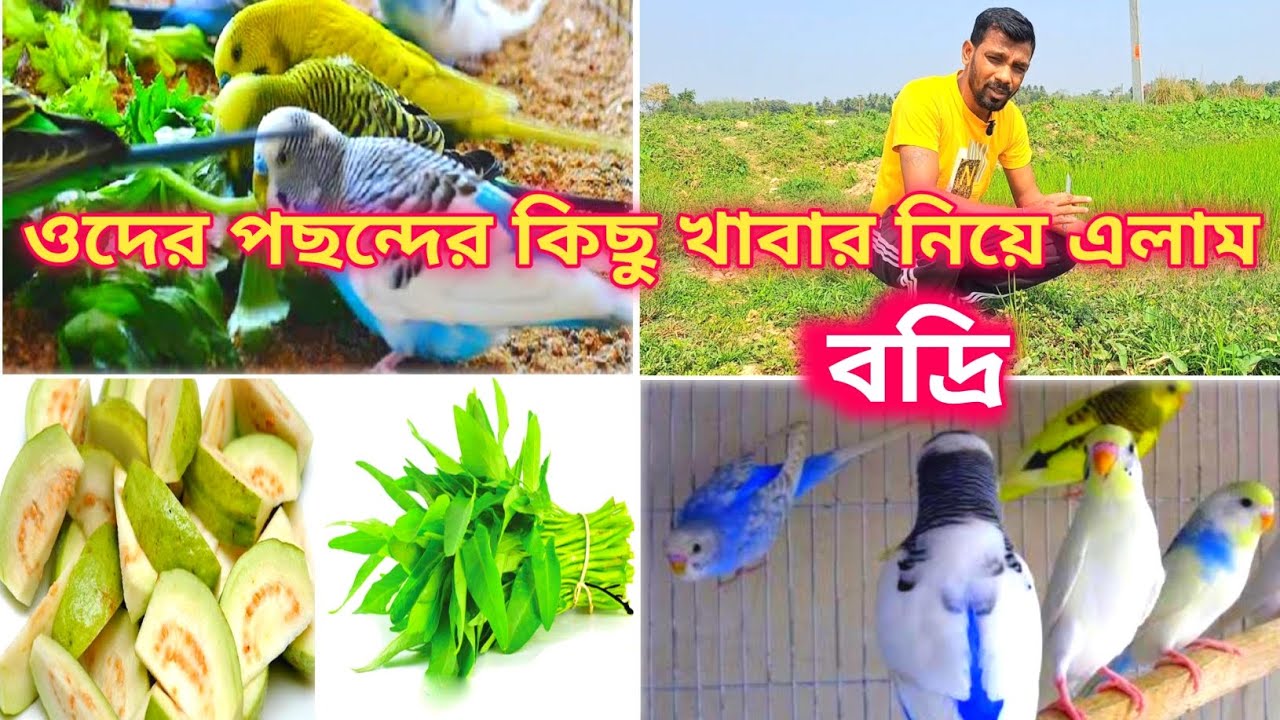 বাজরিগার পাখির খাবার||Budgerigarpakhir khabar||Badri Pakhi||বদ্রি পাখি ...