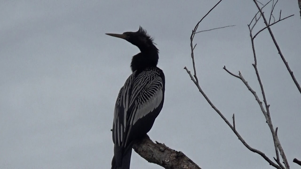 Snake Bird in Florida (Anhinga) - YouTube