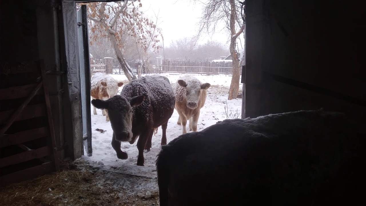 Беспривязное содержание коров/Loose cow keeping - YouTube