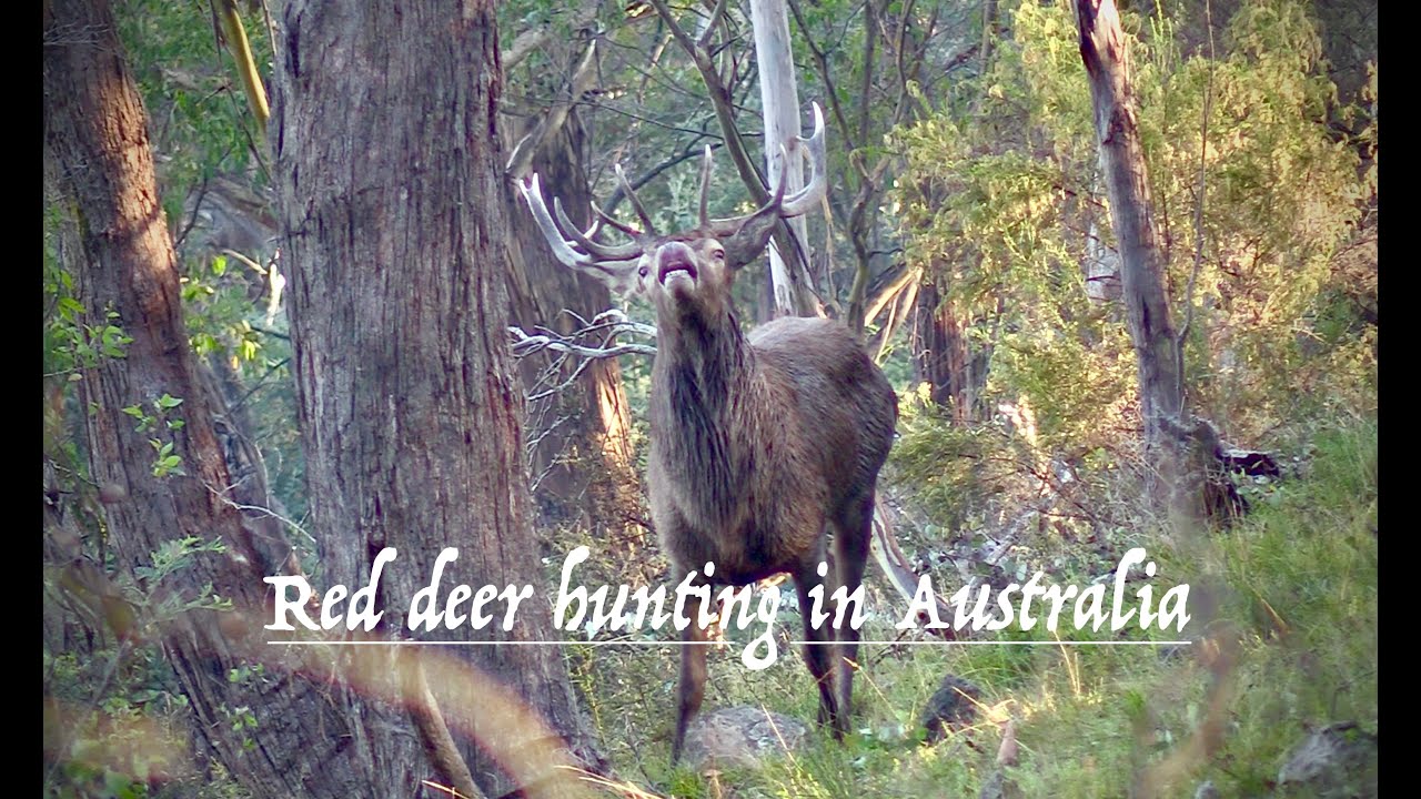 Hunting Red Deer Australia - YouTube