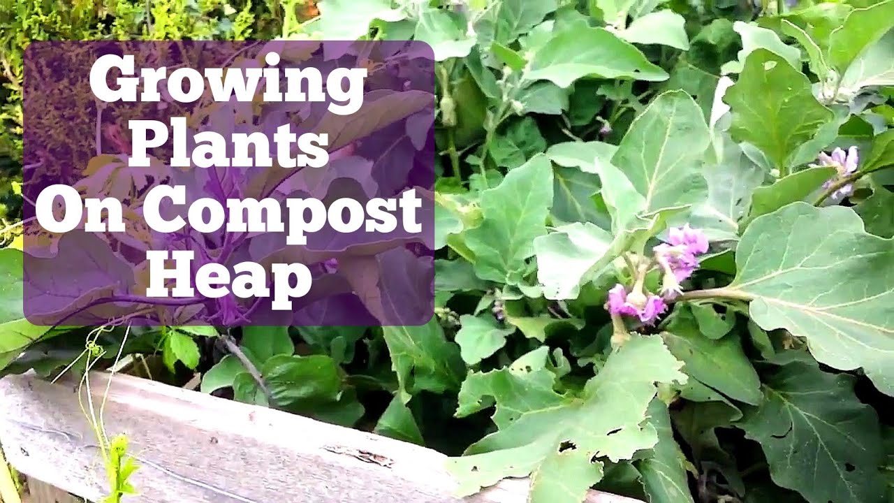 Plants Charles Dowding Grows On Compost Heap / No Dig Bio-Intensive ...