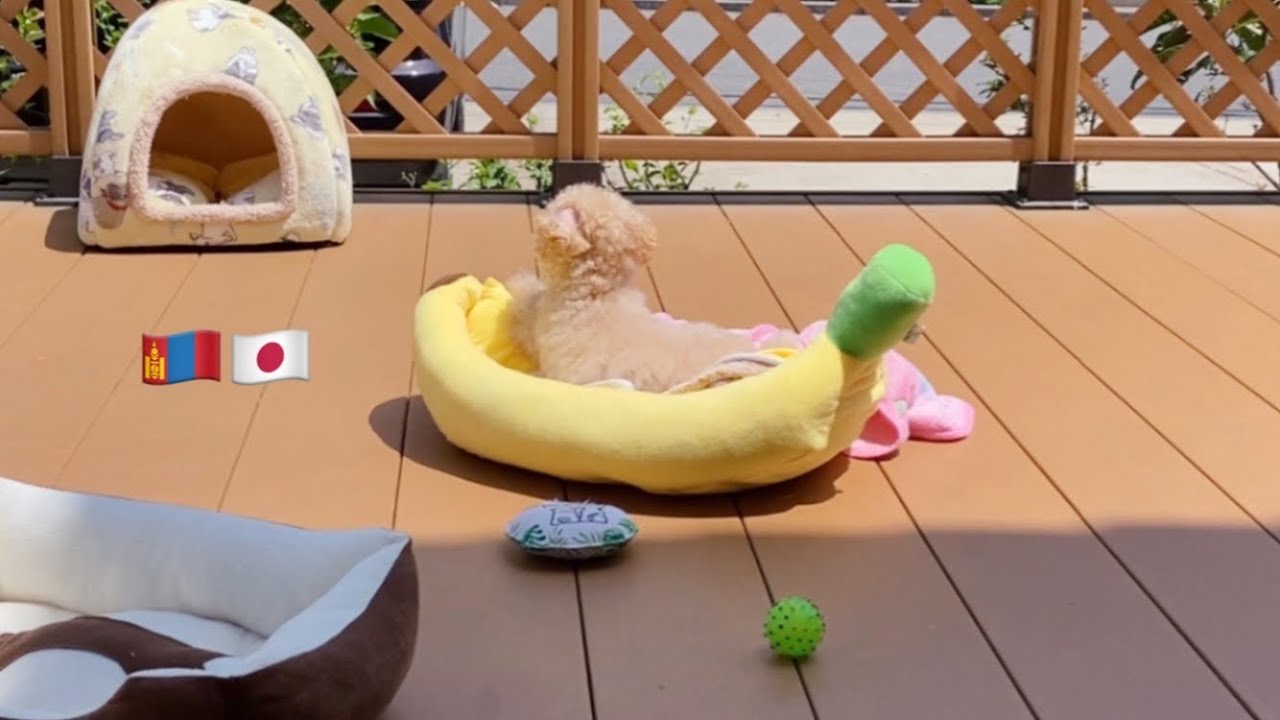 Их зантай нохой (Toy poodle Moco) - YouTube