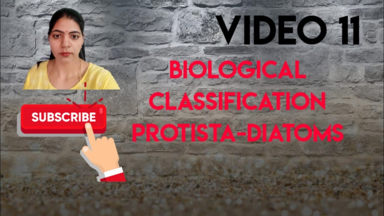 Biological Classification l Protista-diatoms l NCERT NEET Class 11 ...