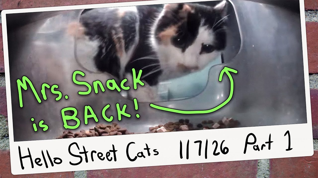 We Spotted Mrs. Snack's Return to Lucky 7-11 II! 😺💞 Hello Street Cat ...