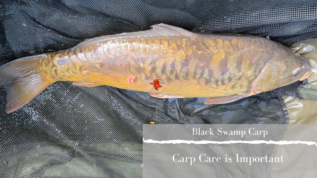 How to Use Propolis - Carp Care is Important When Carp Fishing - YouTube