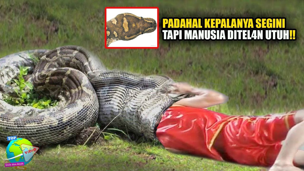 Kebayang Gak?? Kenapa Kepala Ular Piton Berukuran Kecil Bisa M4n9s4 ...