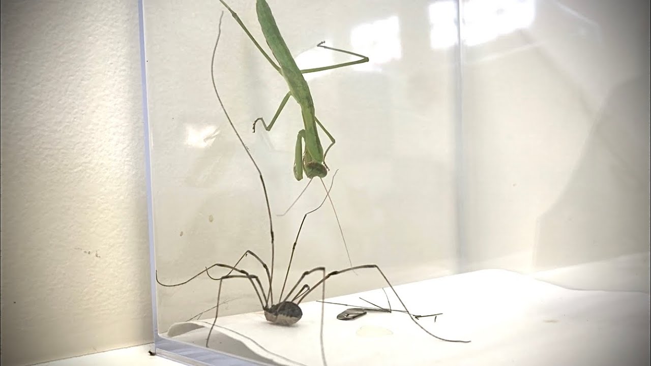 Praying Mantis VS Grandaddy Long Legs - YouTube