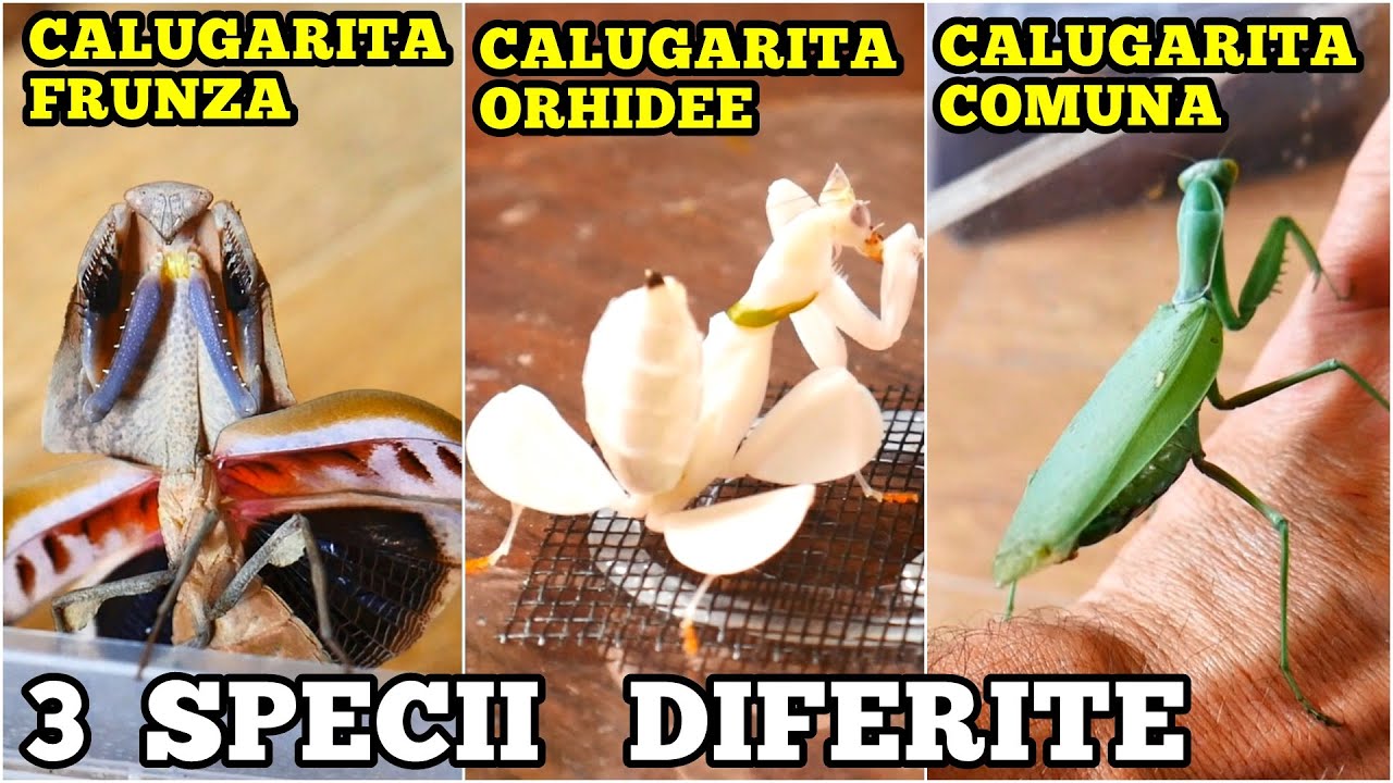 A năpârlit CĂLUGĂRIȚA ORHIDEE Prezentare cele 3 specii de Călugărița ...