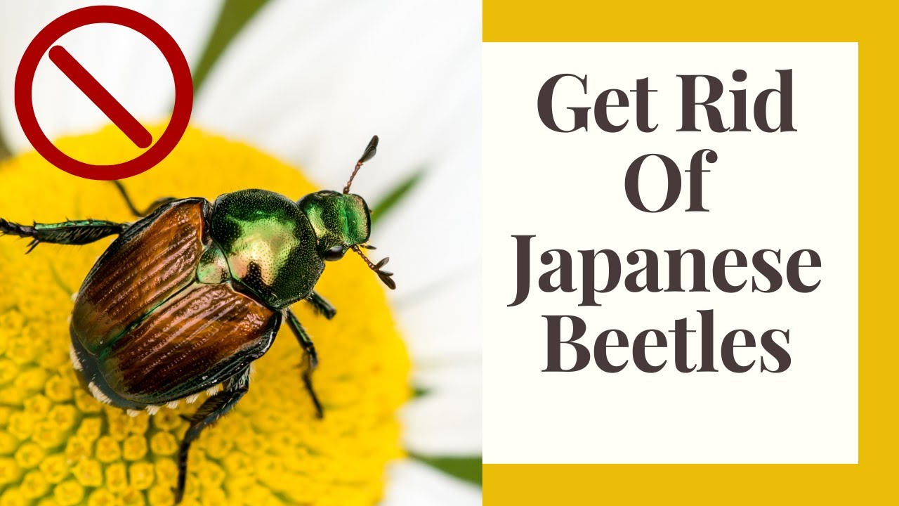 Natural Japanese Beetle Control Organic Japanese Beetle Control Home