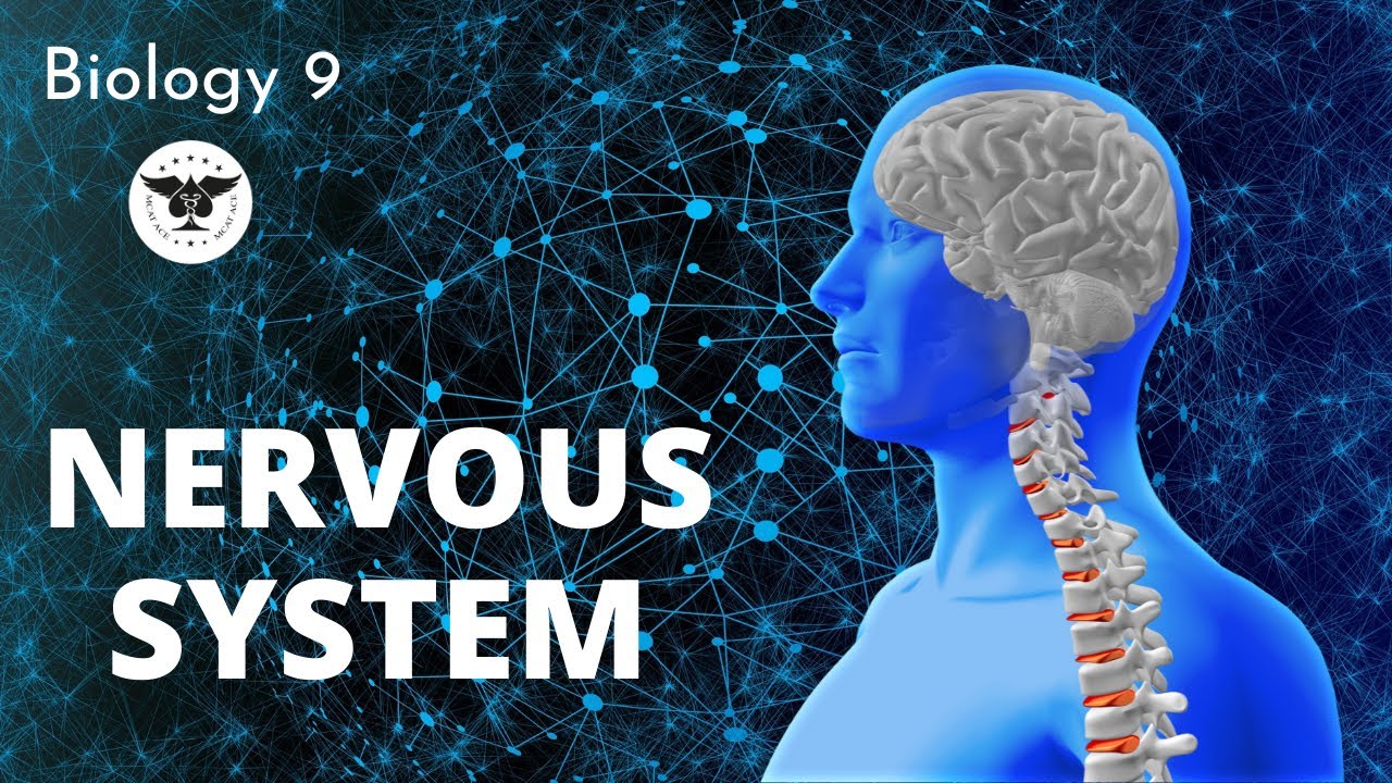 Nervous System | Biology 10 | MCAT ACE - YouTube