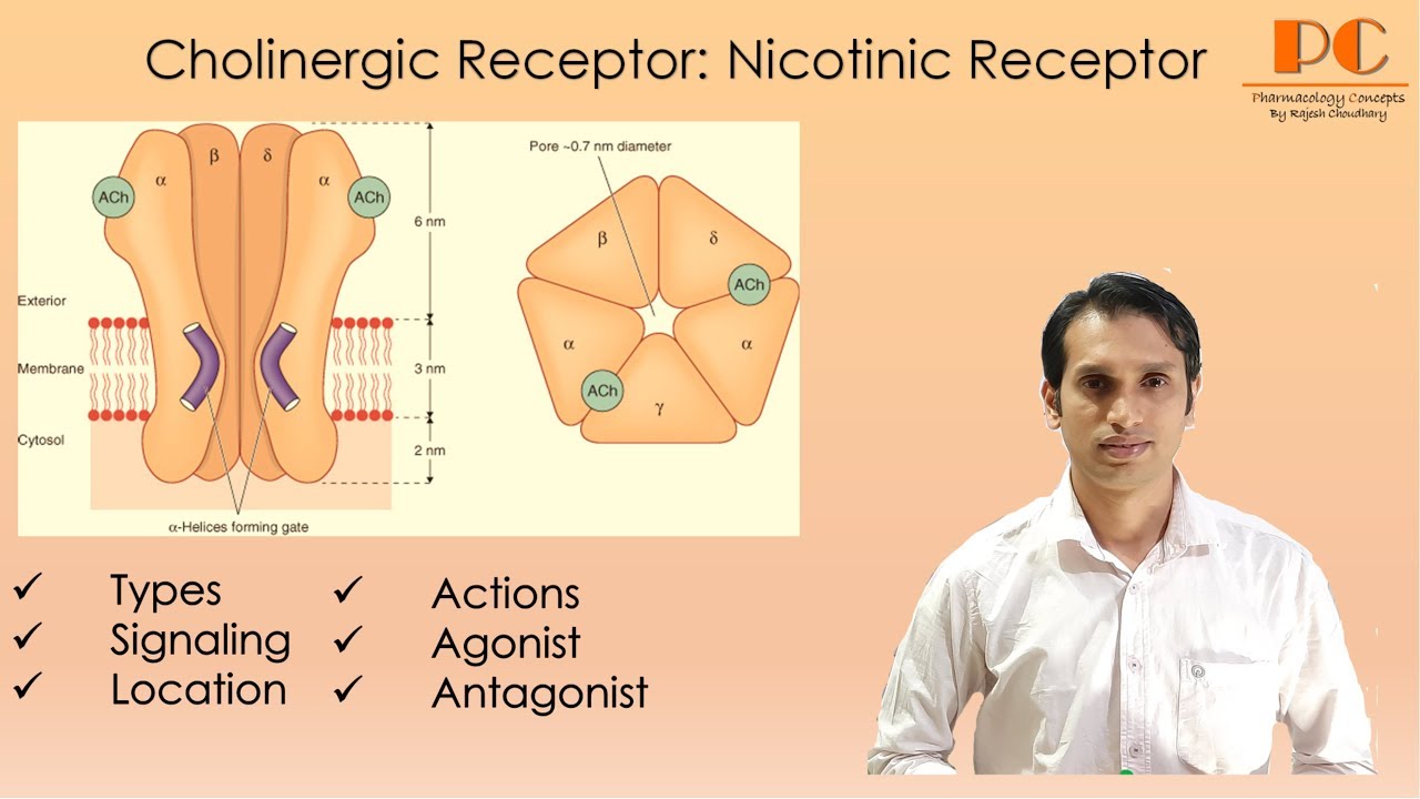Cholinergic Receptor Pharmacology (Part 2) | Nicotinic Acetylcholine ...
