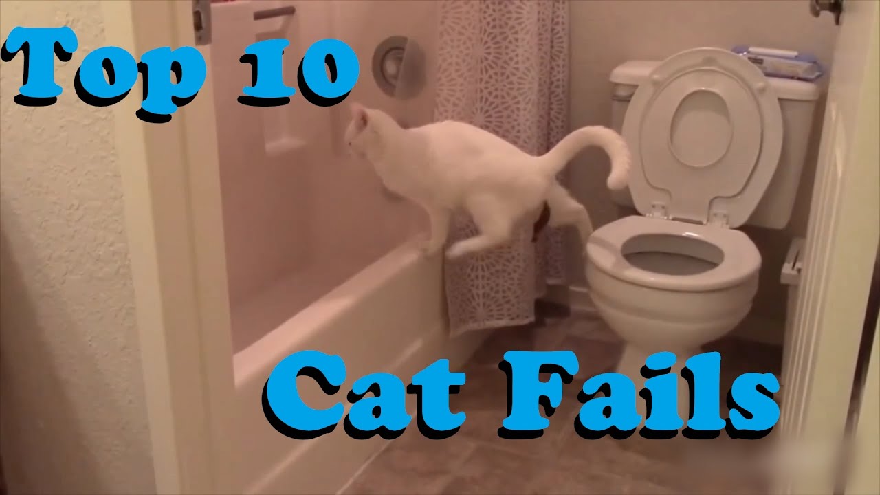TOP 10 Cat Fails || MaxFiveFails - YouTube