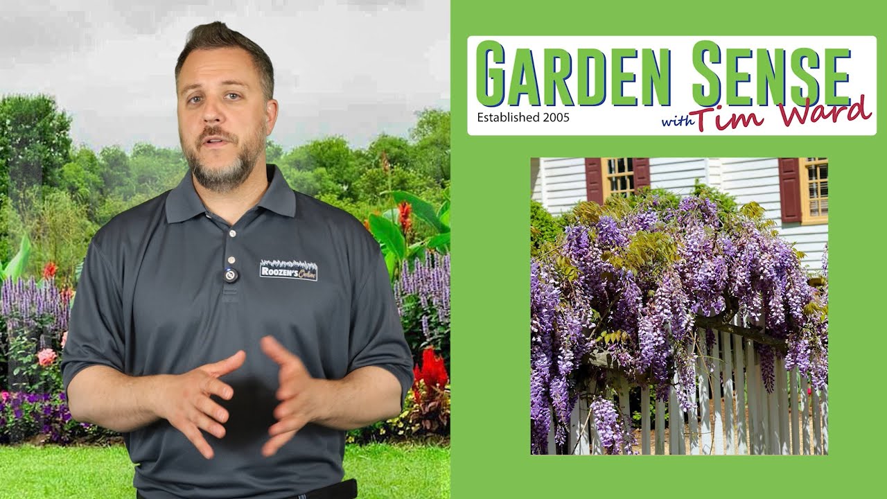 Garden Sense with Tim Ward - 06.04.25 - YouTube