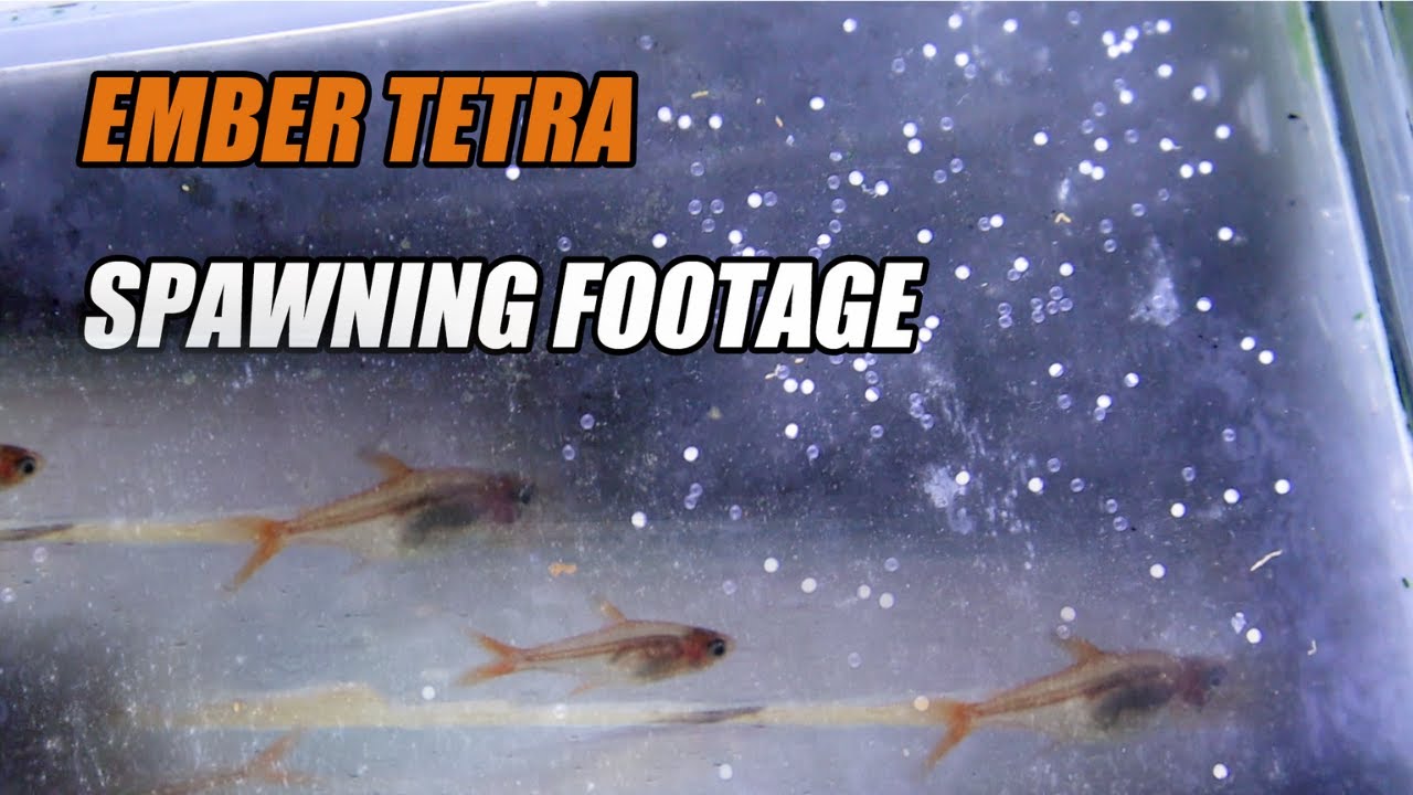 Ember Tetra Breeding: Attempt to catch ember tetras spawning. - YouTube