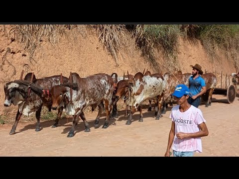 BOIADA NO ESTRADÂO SEGUINDO RUMO AO DESFILE ,BOIDAS BEM DISTINTAS (ZÉ ...