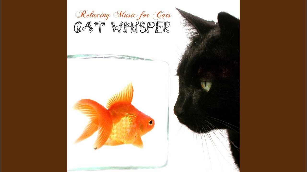 Calming Music for Pets - YouTube Music