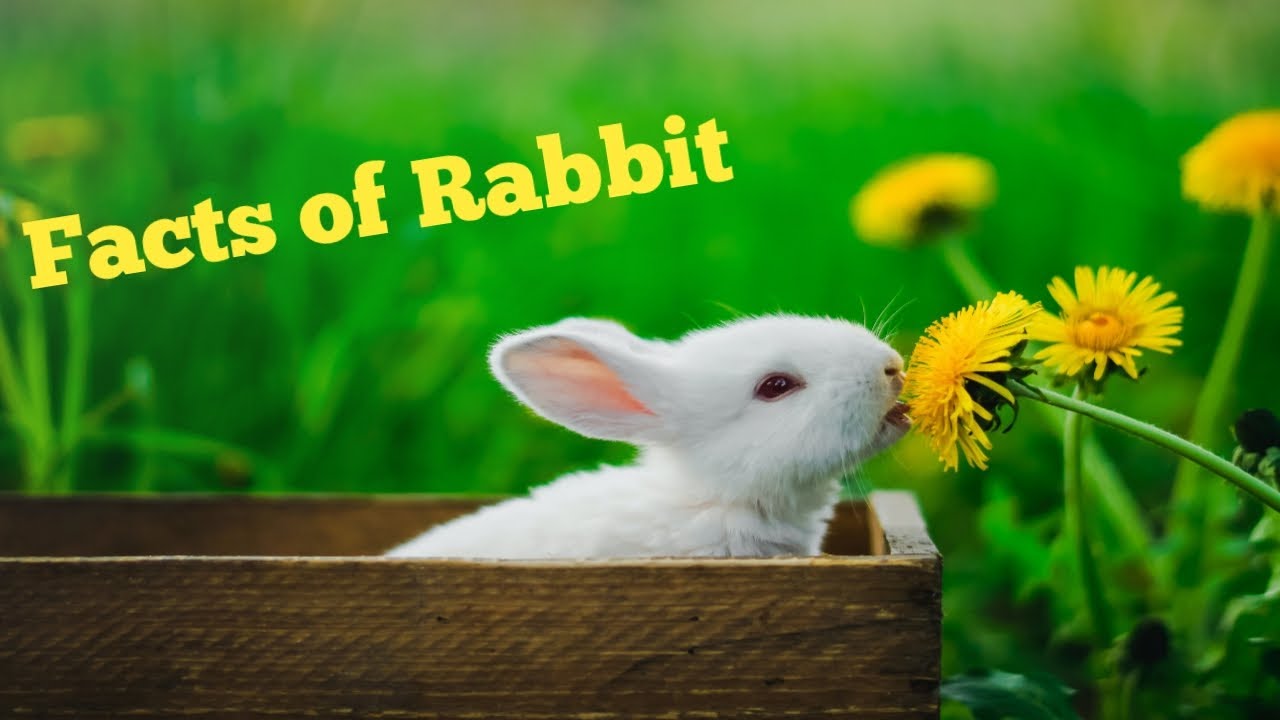 Facts of Rabbit for kids/ Top 20 Amazing Facts of Rabbit. Kidz BuzyBee ...