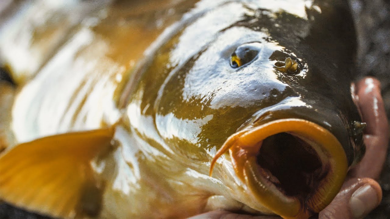 SZYBKIE KARPIE vol. 1 - KARPIOWY film WĘDKARSKI - CARP FISHING - YouTube