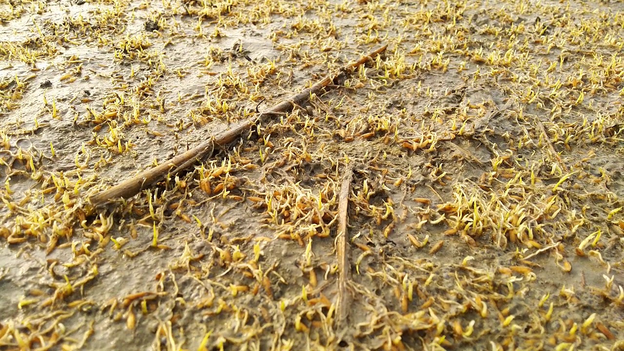 Vari naaru molakalu...3 va roju🌱🌱🌱🌱🌱🌱🌱🌱 - YouTube