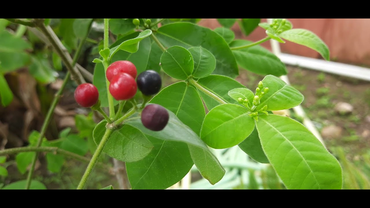 Nature Videography | Village scene Videography | KDM film | Kapil dev ...