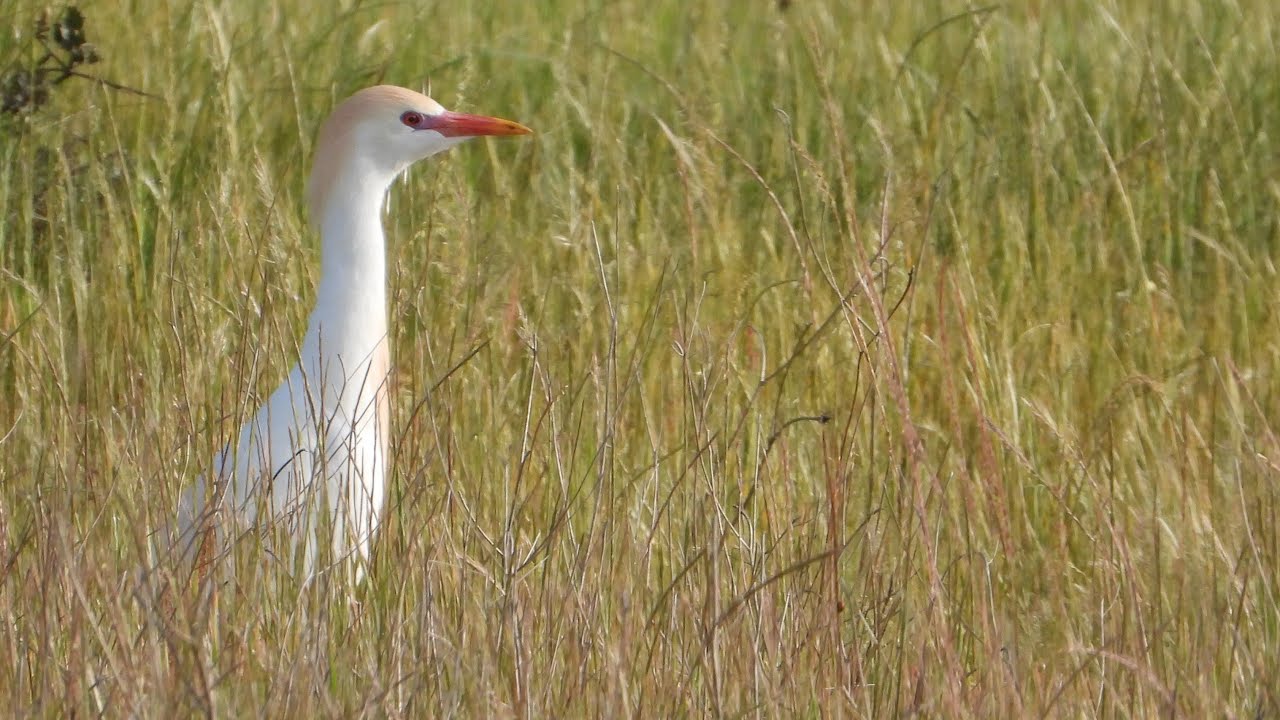 Koereiger, Bubulcus ibis, Cattle egret, Garcilla bueyera, Чапля ...