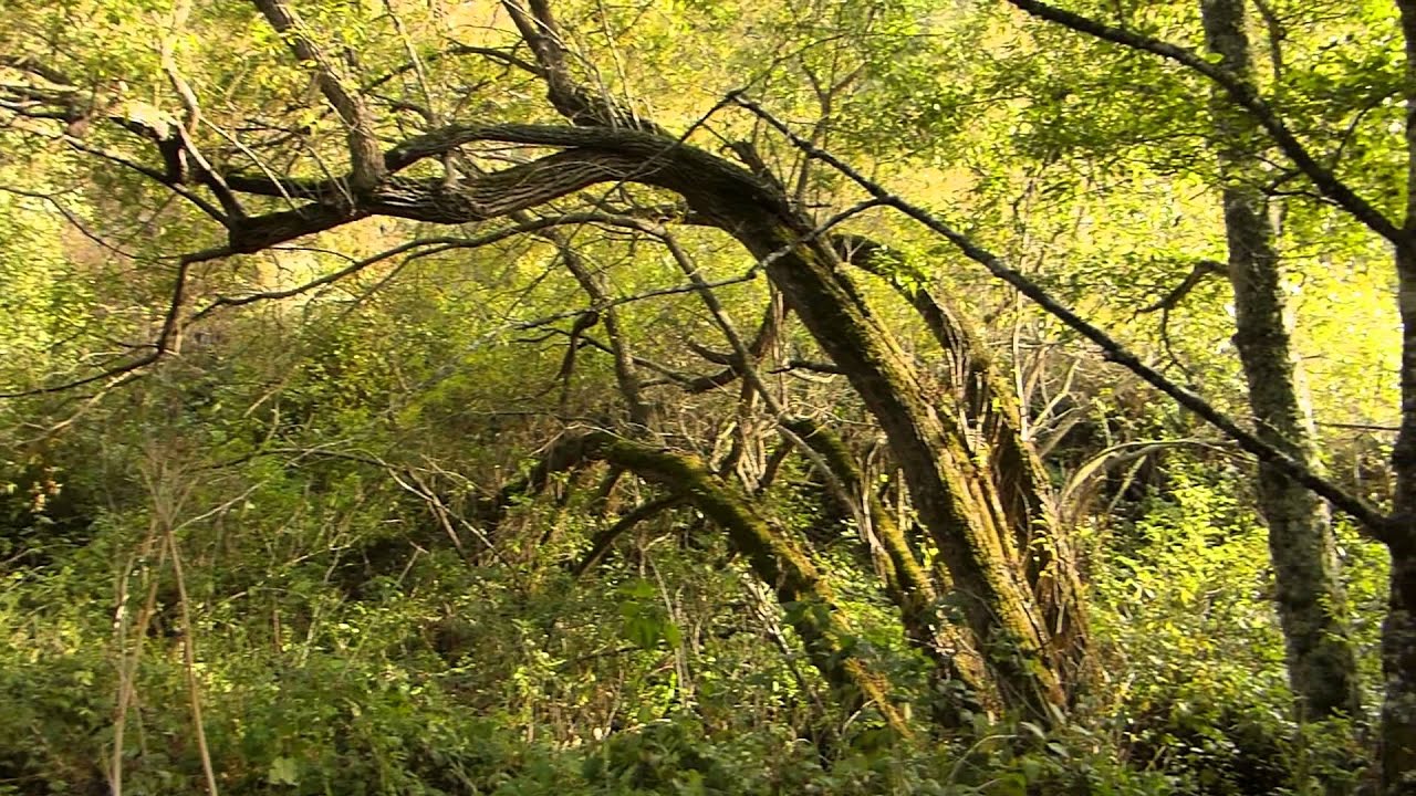 Burleigh H. Murray Ranch State Park - YouTube