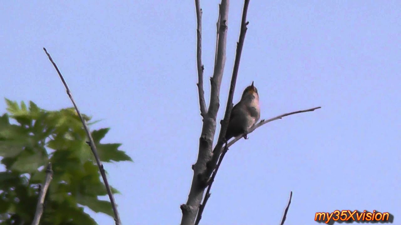Singing Competition: Northern Cardinal & House Wren in HD - YouTube
