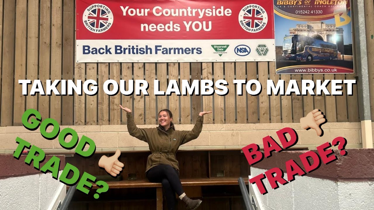 SELLING OUR LAMBS AT MARKET! Yorkshire Dales Hill Farm - YouTube
