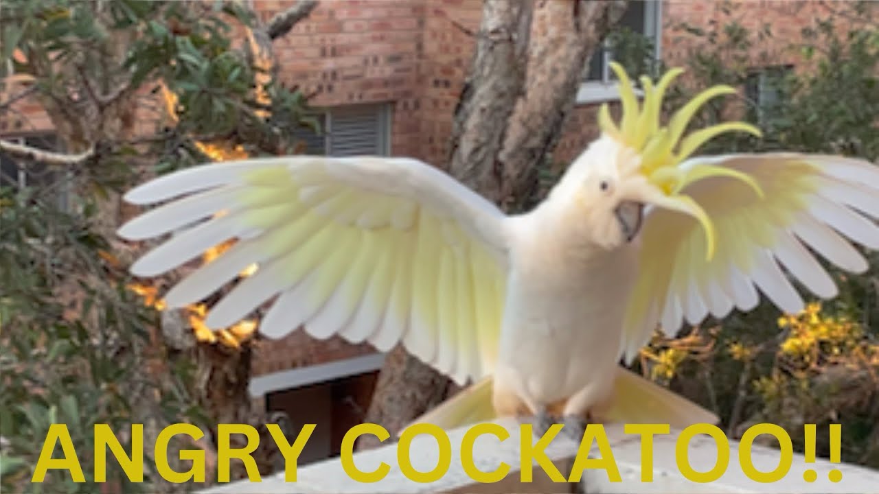 Angry wild Cockatoo lands on the balcony - YouTube