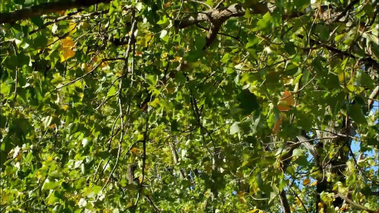바람과 나뭇잎소리 Youtube
