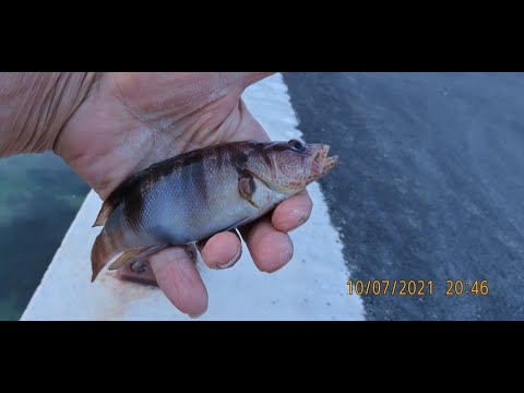 The painted comber Serranus scriba   Greece  by  Theo