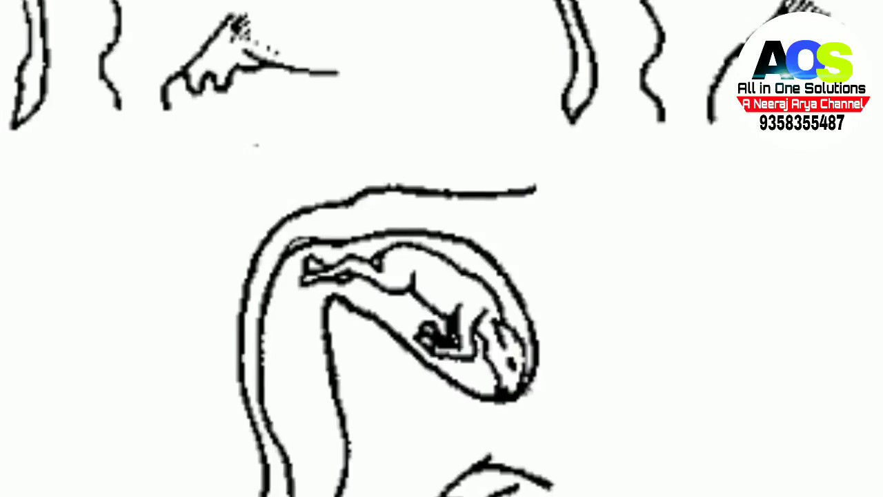 पशुओं में बच्चेदानी की सूजन swelling of animals uterus Uteritis in ...